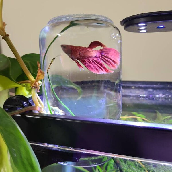 20 Gallon Tall 3D Printed Aquarium Divider - Betta Tank Divider (NO ...