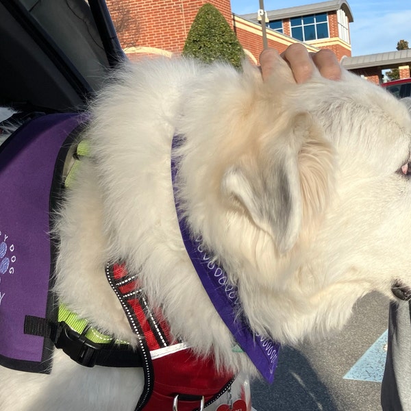Emotional Support Cat Vest - Etsy