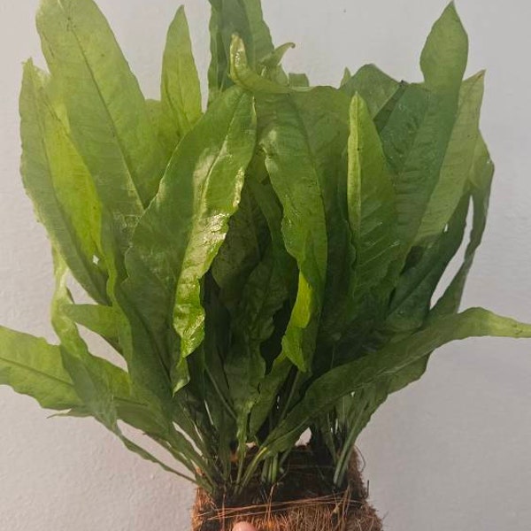 Selaginella Erythropus Sanguinea Red Ruby Club Moss Live Terrarium ...