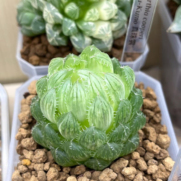 Echeveria Claudia Rose, Rare Succulent and Best Gift - Etsy