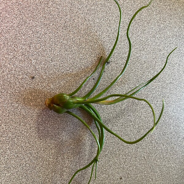 Tillandsia Bulbosa Alien Air Plant - Etsy