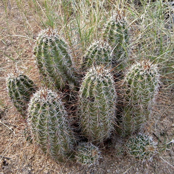 Acacia Tree Seed Assortment 10 Diff. Packs of 25 Seeds Ea. - Etsy