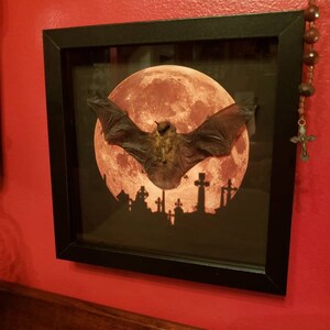 XL Floating Metallic Stag Beetle Taxidermy Cyclommatus - Etsy