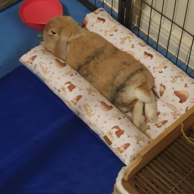 Digital Download Plans for Luxury Bunny Cubby Free Roam Bunnies Cat ...