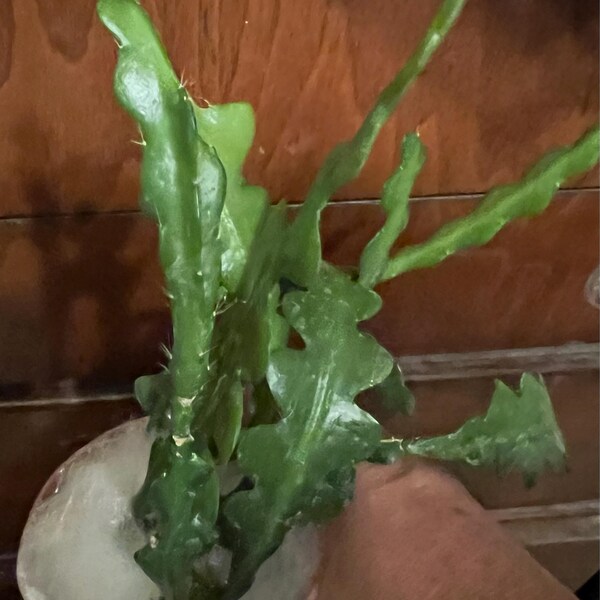 Fishbone Cactus | Epiphyllum Anguliger Ric Rac Cactus | Zig Zag Cactus ...
