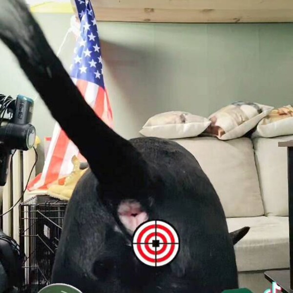 Waverly Classic Ticking in Denim Color. Blue and White. Suitable for ...