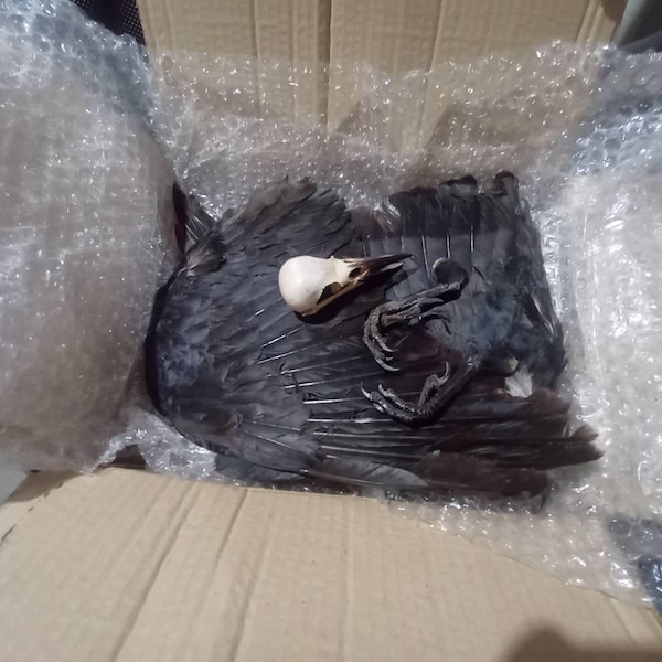 Jackdaw Crow Skull Wings Tail Feet Real Natural Carrion Rook Feathers ...