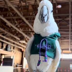 Red Feather Protector for Plucking Parrots/birds Bespoke Babesinthehood ...