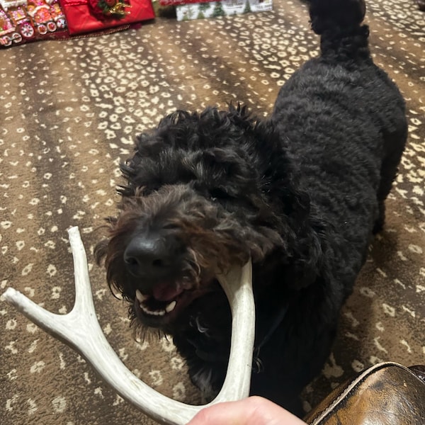 2 Pack Deer Antler. Whole Deer Antler. Craft Grade. Grade A Antlers ...