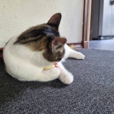 Chicken Cat Toys With Catnip, Filled With Valerian. Small Yellow Chick ...