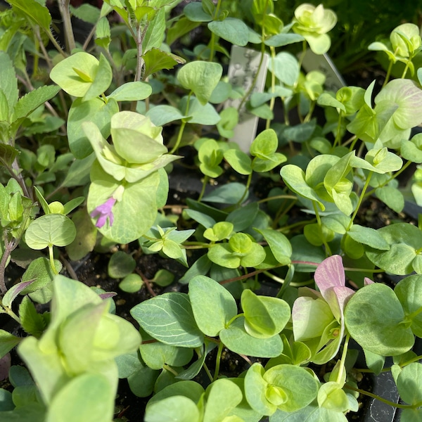 Kirigami Oregano 50 Seeds Ornamental Oregano Trailing Oregano Seeds - Etsy