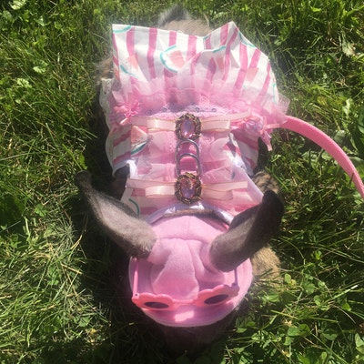 Harness & Leash for Rabbit, Cat, Small Pet Bunny Harness Watermelon ...