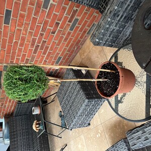 Scented Geranium Topiary Braid or Twist in a 6 Pot - Etsy