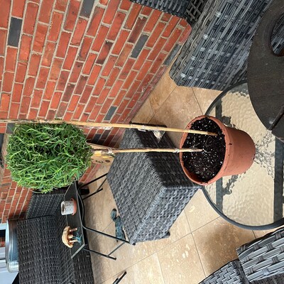 Scented Geranium Topiary Braid or Twist in a 6 Pot - Etsy