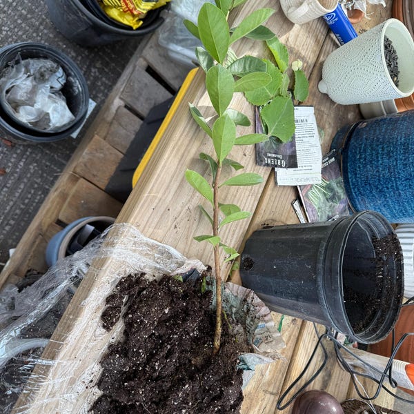 Grafted Nam Doc Mai Authentic Live Fruit Tropical Tree 2-3ft manglifera ...