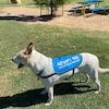 5-pack Adopt Me Dog Jackets Vests With GROUP NAME or WEBSITE - Etsy