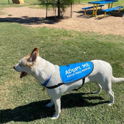 5-pack Adopt Me Dog Jackets Vests With GROUP NAME or WEBSITE - Etsy