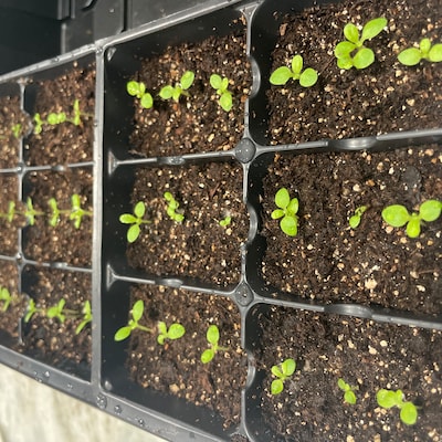 TREE SPINACH Seeds FREE Shipping Fresh & Organic - Etsy