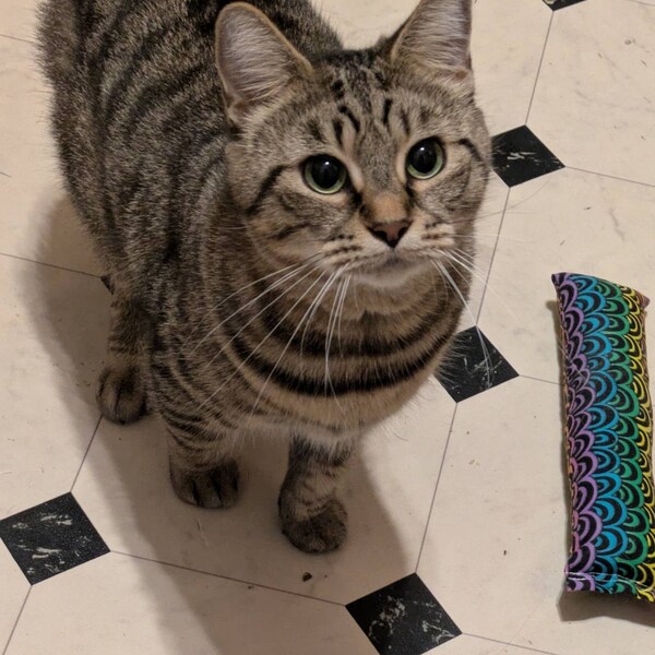 Cat Toy and Treat Gift Box, Cat and Kitten Hamper, Cat Pamper Box ...