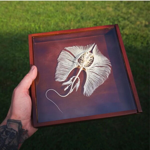 Stingray Skeleton Real Fish Taxidermy - Oddities Collector Marine ...