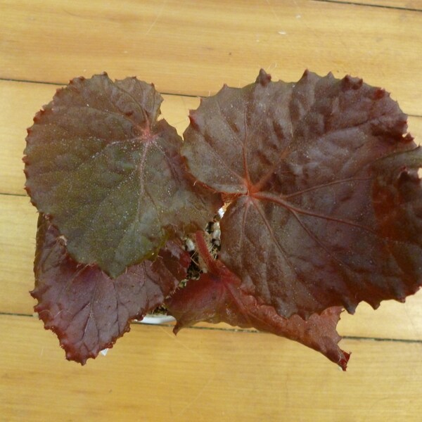 Begonia U485, Highly Iridescent, Believed to Be a Hybrid. 2 Inch Potted ...