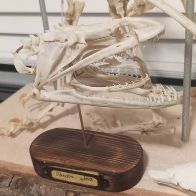 Snakehead Fish Skeleton,real Fish Head Skull,fish Skeleton,museum ...