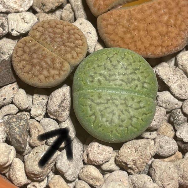 Plant-one-conophytum Ratum Horn - Etsy