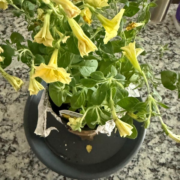 Black Eyed Susan Gold Rush - 1 Live Plant - Etsy