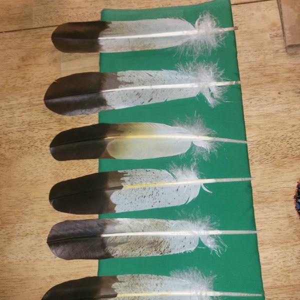 Native American Hand Painted Sub-adult Bald Eagle Feathers - Etsy