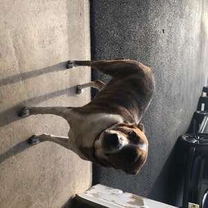 Wizarding Dog Collar Wizard House Dog Collar Magic Dog - Etsy