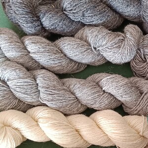 Cutch Natural Dye for Brown Colors, Catechu Botanical Dyes, Brown ...