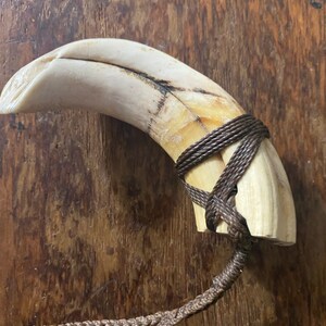 Hawaiian Banded Marble Cone Shell XL Men's or Women's - Etsy