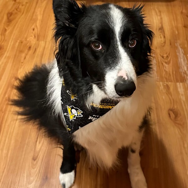 Spiderman Dog and Cat Bandana With Optional Personalization, Matching ...