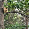 Squirrel House/nesting Box With Inside Predator Guard - Etsy
