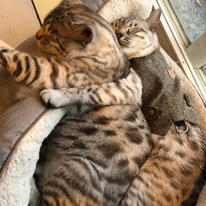 Classic Tweed Cat Walking Jacket dark Kazuki. | Etsy