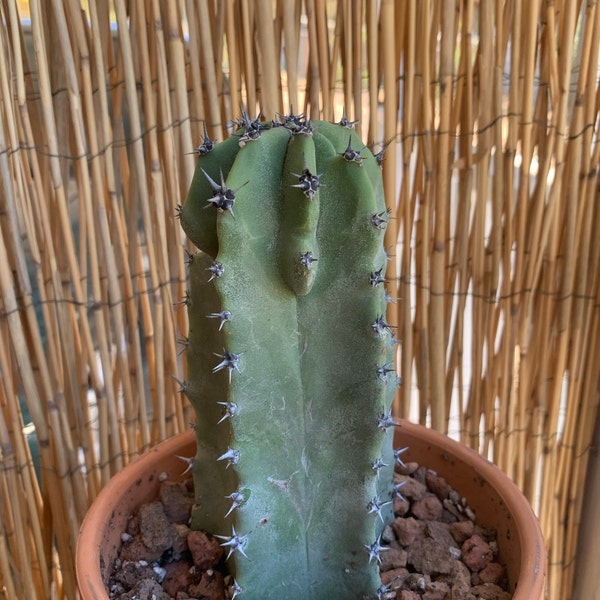 Pachycereus Schottii (senita Whisker Cactus) Live Plant Cutting Arizona ... Pachycereus Schottii (senita Whisker Cactus) Live Plant Cutting Arizona ...