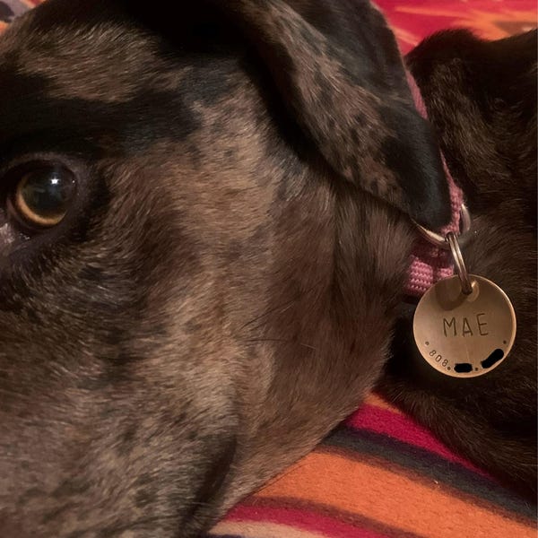 Custom Dog Tag / Custom Pet ID Tag - Lucy - in 1.25'' Domed Bronze ...