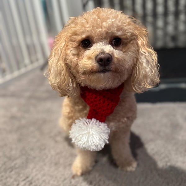 Christmas Dog Scarf With Pompom - Available in 4 Colour Schemes - Santa ...