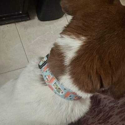 Dog Collar/fresh Out of Fus Dog Collar/ Flower Dog Collar/ Cussing Dog ...