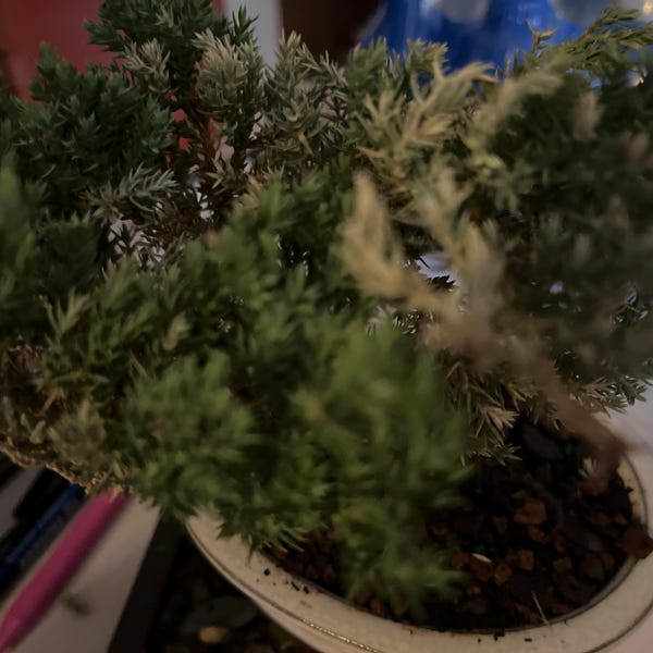 Orchid Plant LIVE Rlc. Amazing Thailand 'rainbow' Rare BLOOMING SIZE ...