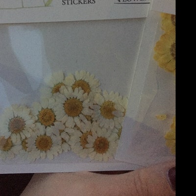 Mini Daisy Pressed Flowers Pack of 25 1/2 7/8 Inch Diameter Yellow ...