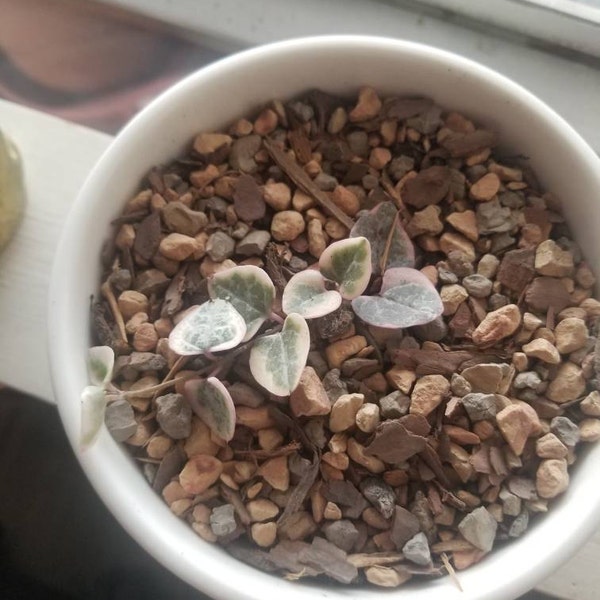 Lithop Random Mix - 3x Different Color/ Texture Lithops - 2" Inch Pots ...