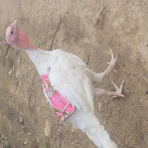 Mermaid Chicken Tutu - Etsy