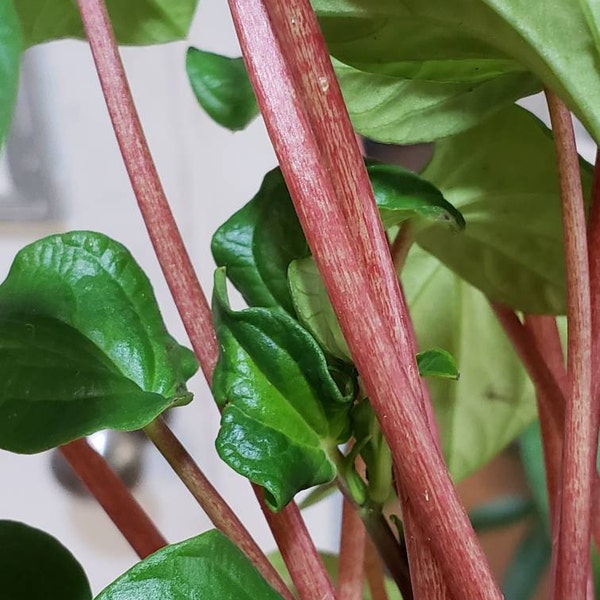 Variegated Money Tree (pachira Aquatica) - Etsy