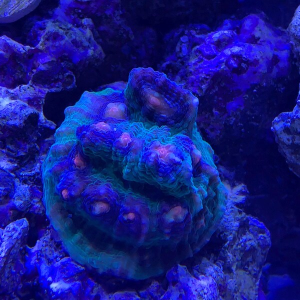 Bicolor Frogspawn Coral Frag Saltwater Aquarium Corals - Etsy