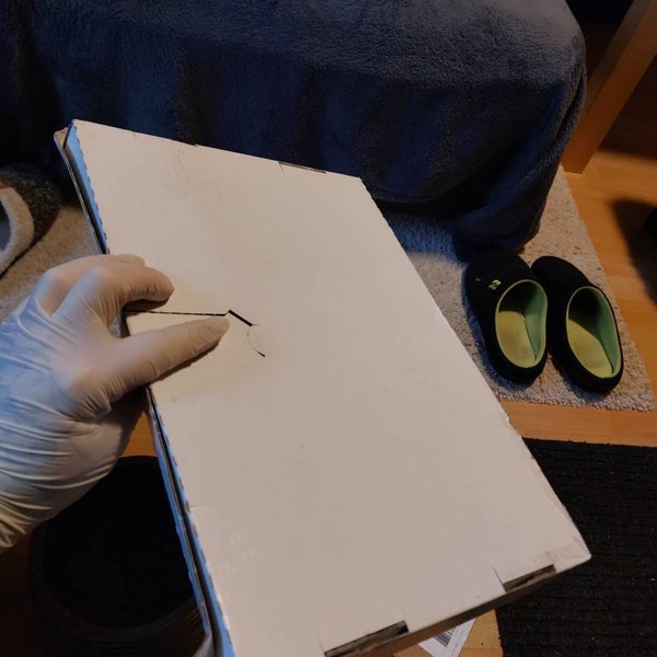 Japanese Rice Fish Eggs Medaka Ulysses Cobalt - Etsy