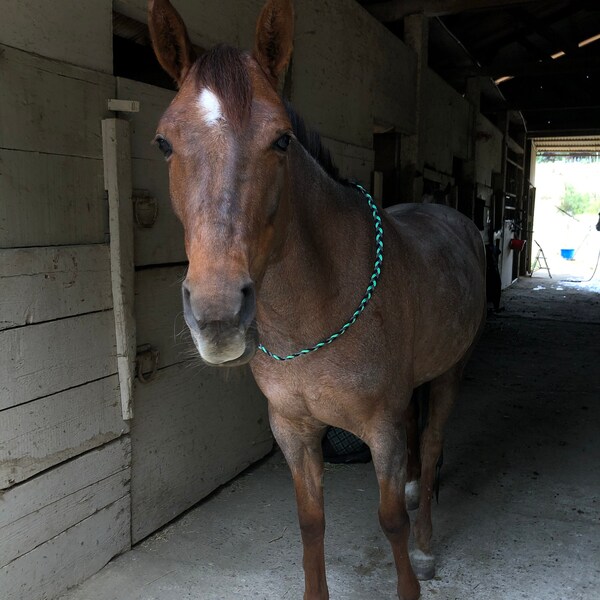 Training Neck Rope, Bridle-less Riding Rein, Balance Rein, Liberty Neck ...