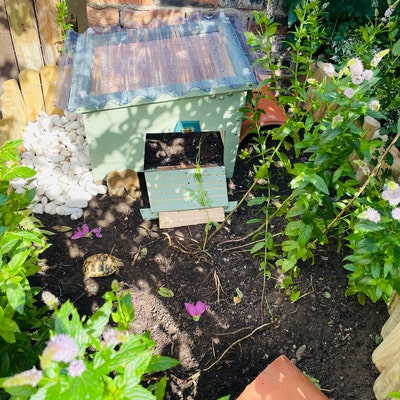 Tortoise House/lodge - Etsy UK