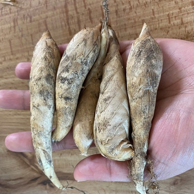 Neoregelia Sheba Bromeliad Offset for Shade or SUN - Etsy