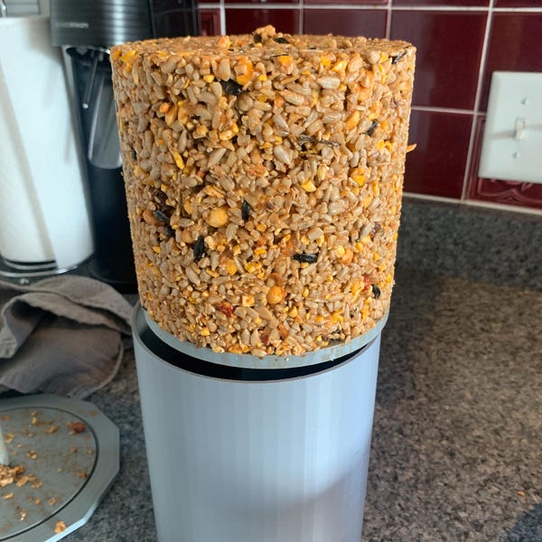 Tall Corn! Rare! 25 Seeds! Fun and Easy to Grow! 20+ Feet Tall Possible ...
